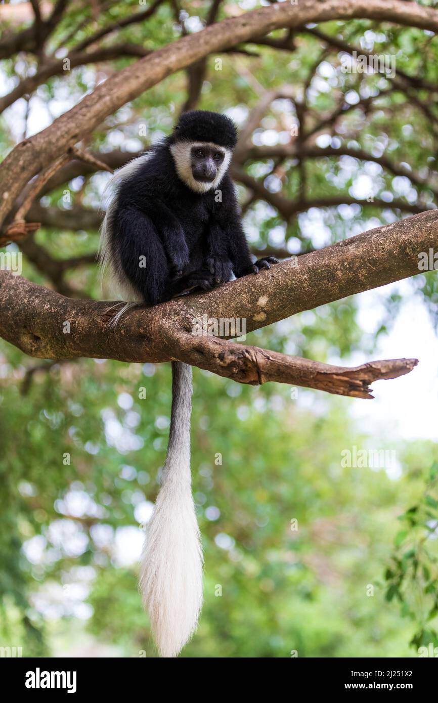 Young black and white monkey Mantled Guereza (Colobus guereza), in ...