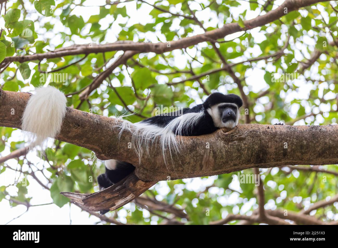 Black and White monkey Mantled Guereza (Colobus guereza), in natural ...