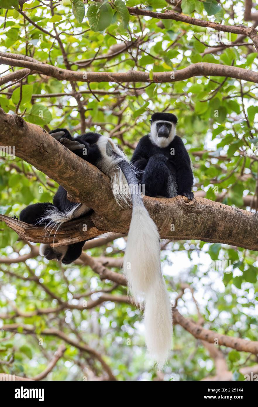 Black and White monkey Mantled Guereza (Colobus guereza), in natural ...