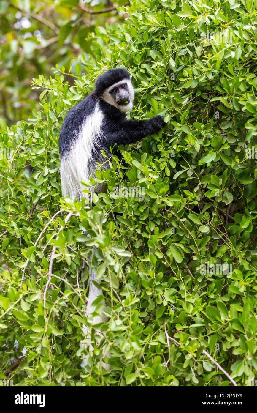 Black and White monkey Mantled Guereza (Colobus guereza), in natural ...