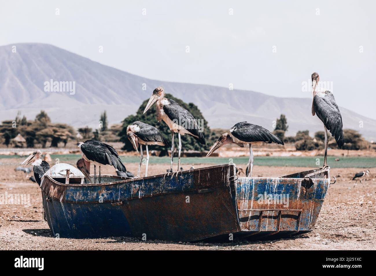 Leptoptilos Scavenger bird sitting on abandoned boat on lake Gelia ...