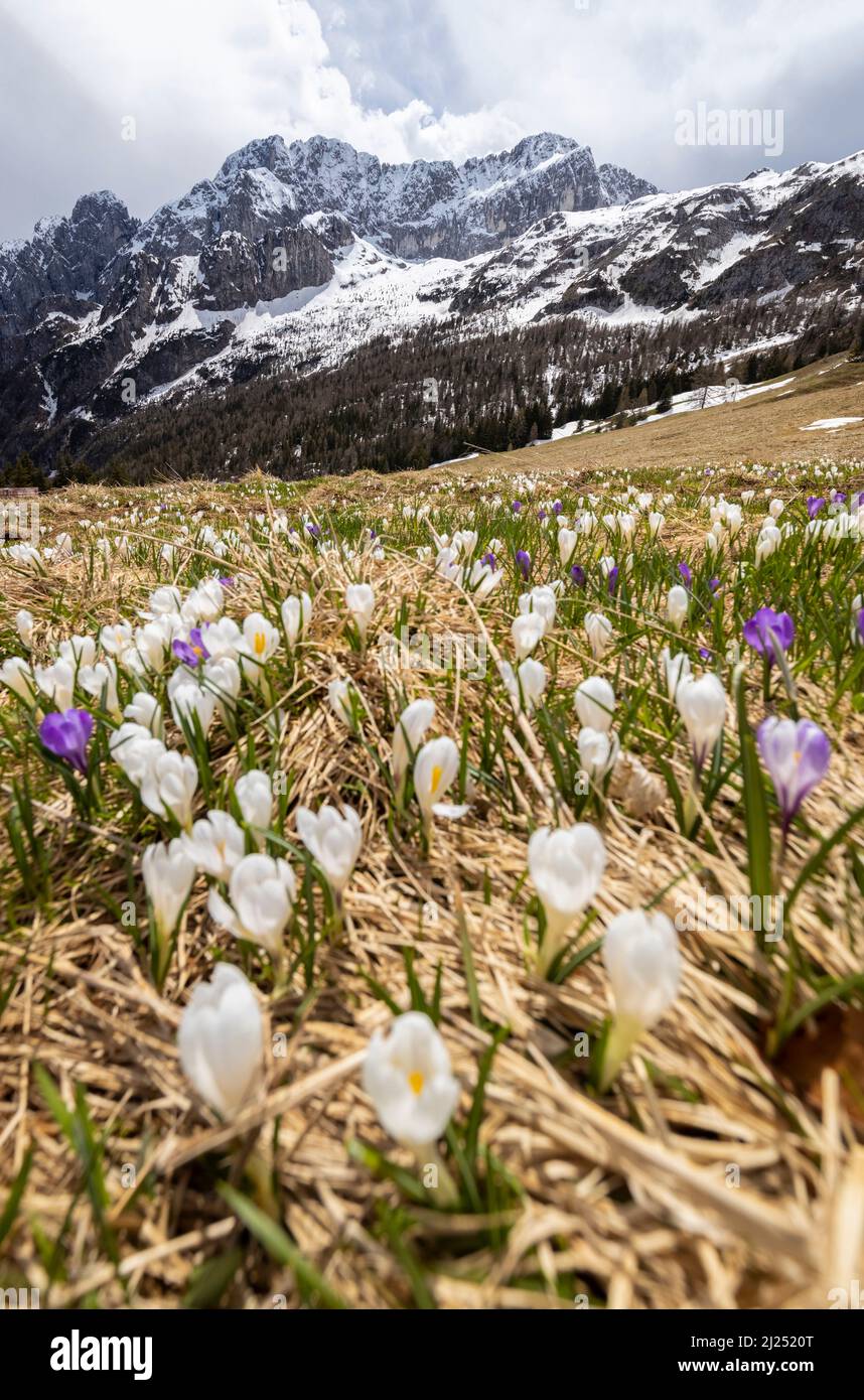 Malga polzone hi-res stock photography and images - Alamy