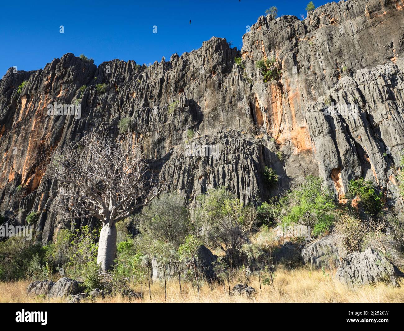 Boab Tree (Adansonia gregorii) below limestone cliffs of the Napier ...