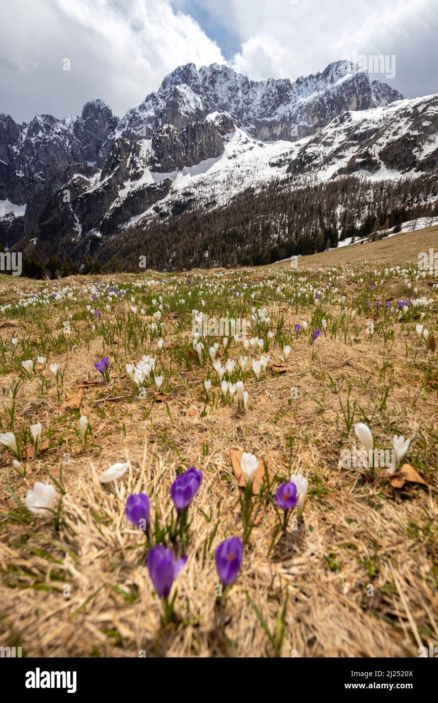 Malga polzone hi-res stock photography and images - Alamy