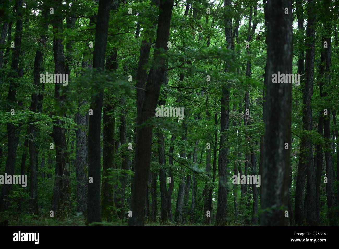 Tree forest background. Natural background of green leaves. Leaf tree ...