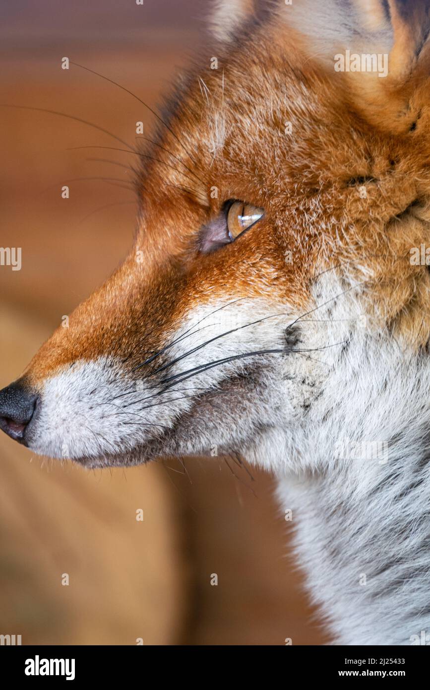 Red foxs eye hi-res stock photography and images - Alamy