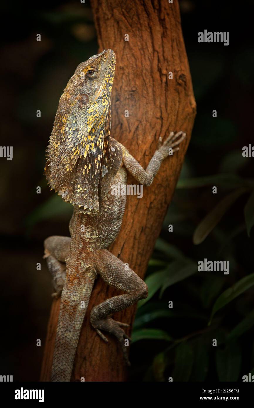 Frilled lizard australia tongue hi-res stock photography and images - Alamy