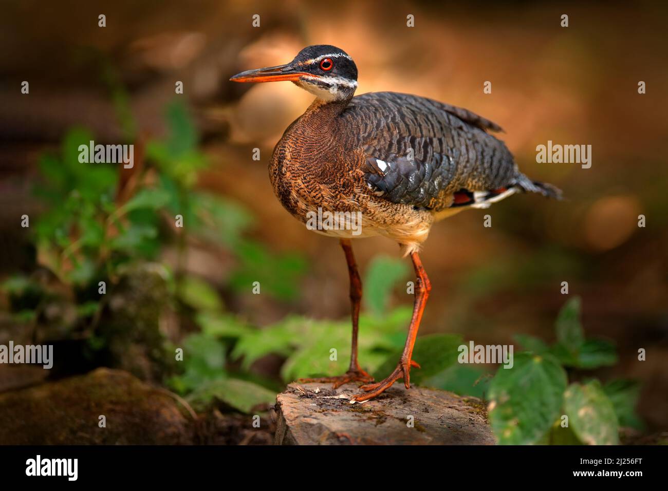 Sunbittern eurypyga helias fishing hi-res stock photography and images ...