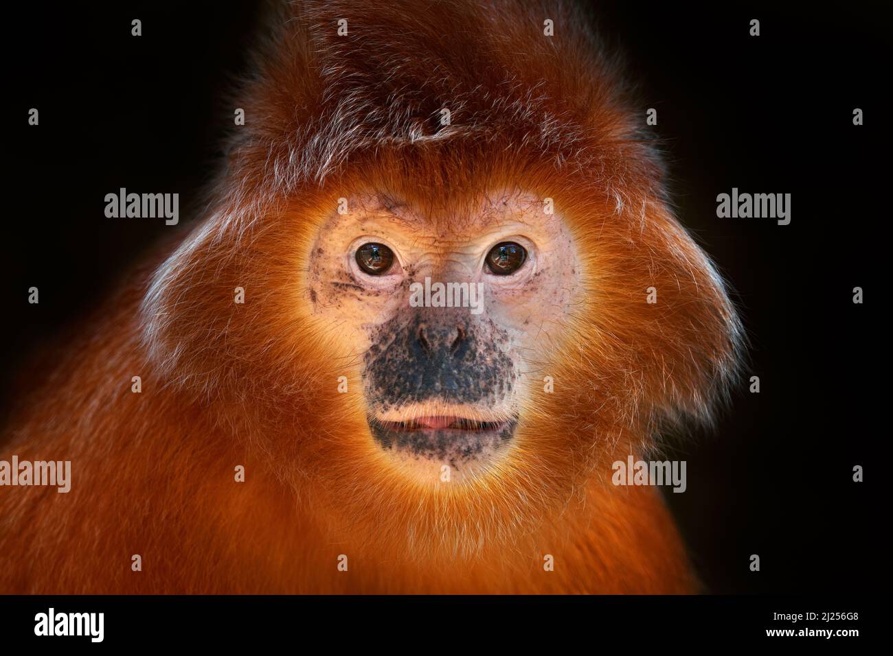 East Javan langur, Trachypithecus auratus, also known as the ebony ...