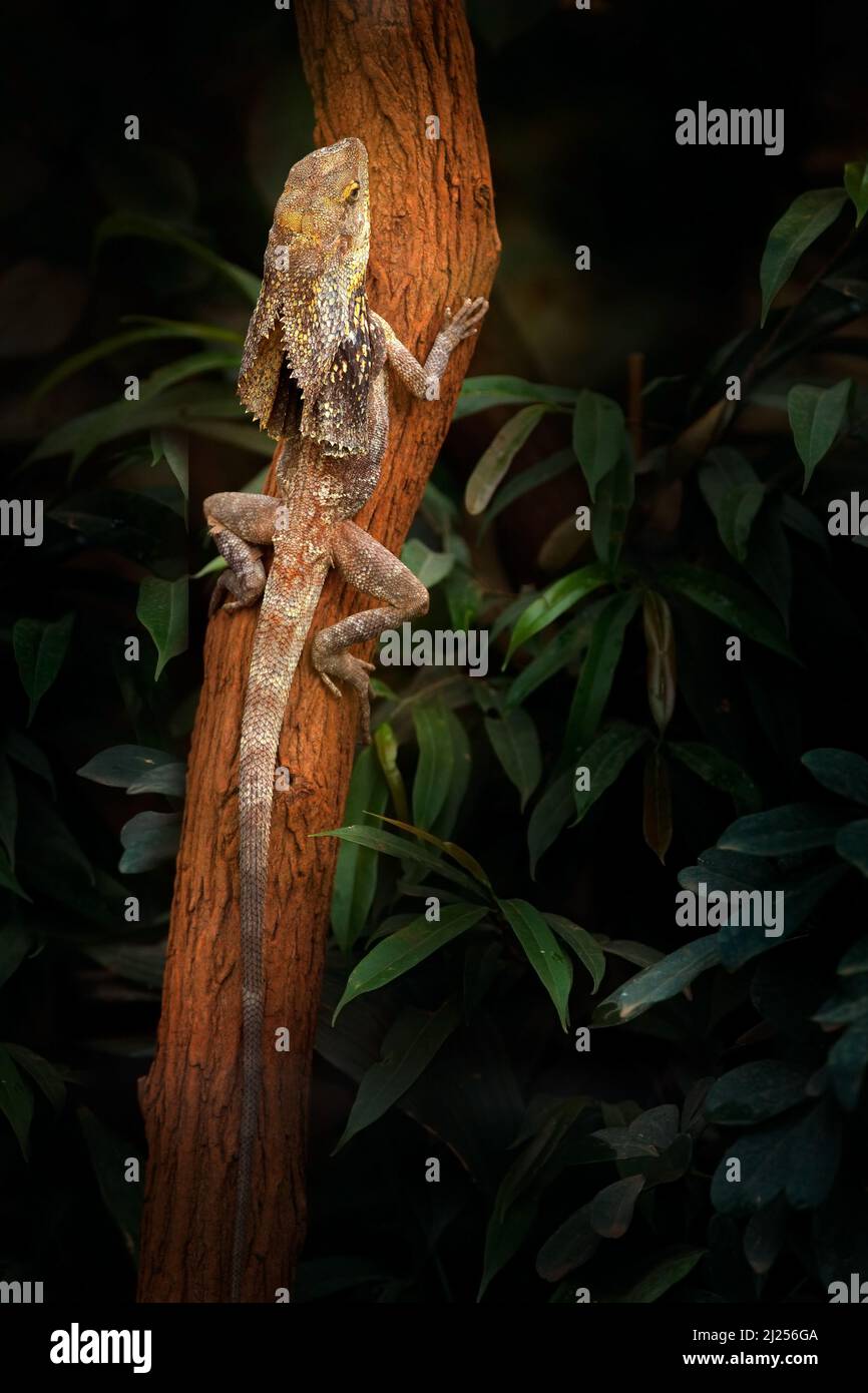 Frilled Neck Lizard Habitat