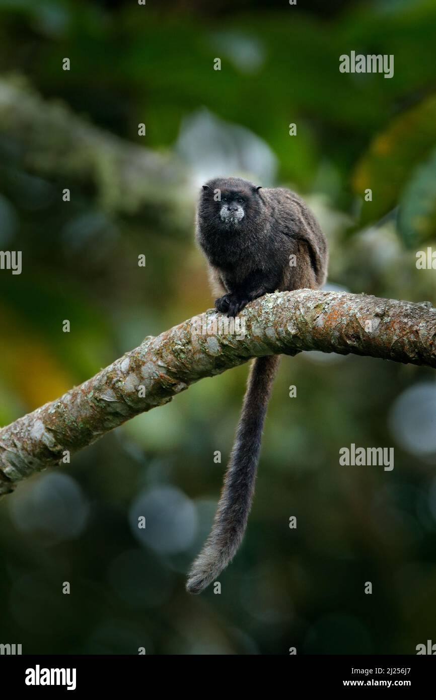 Black Mantle Tamarin monkey from Sumaco National Park in Ecuador ...