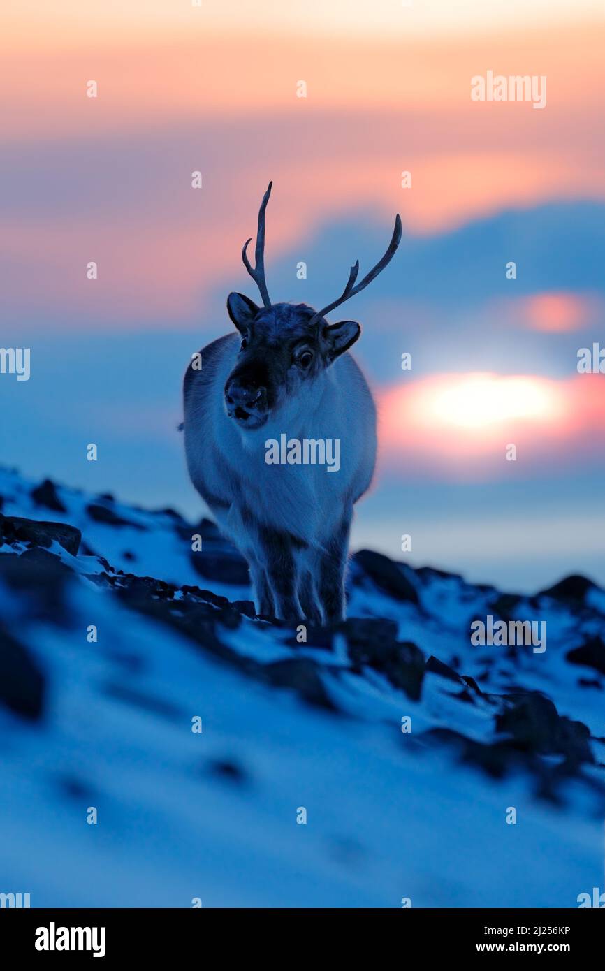 Arctic wildlife. Wild Reindeer, Rangifer tarandus, with massive antlers ...