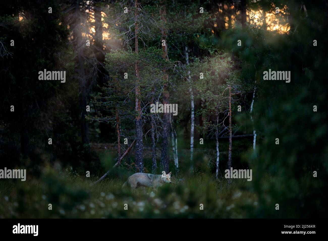 Wolf from Finland. Gray wolf, Canis lupus, in the spring light, in the ...