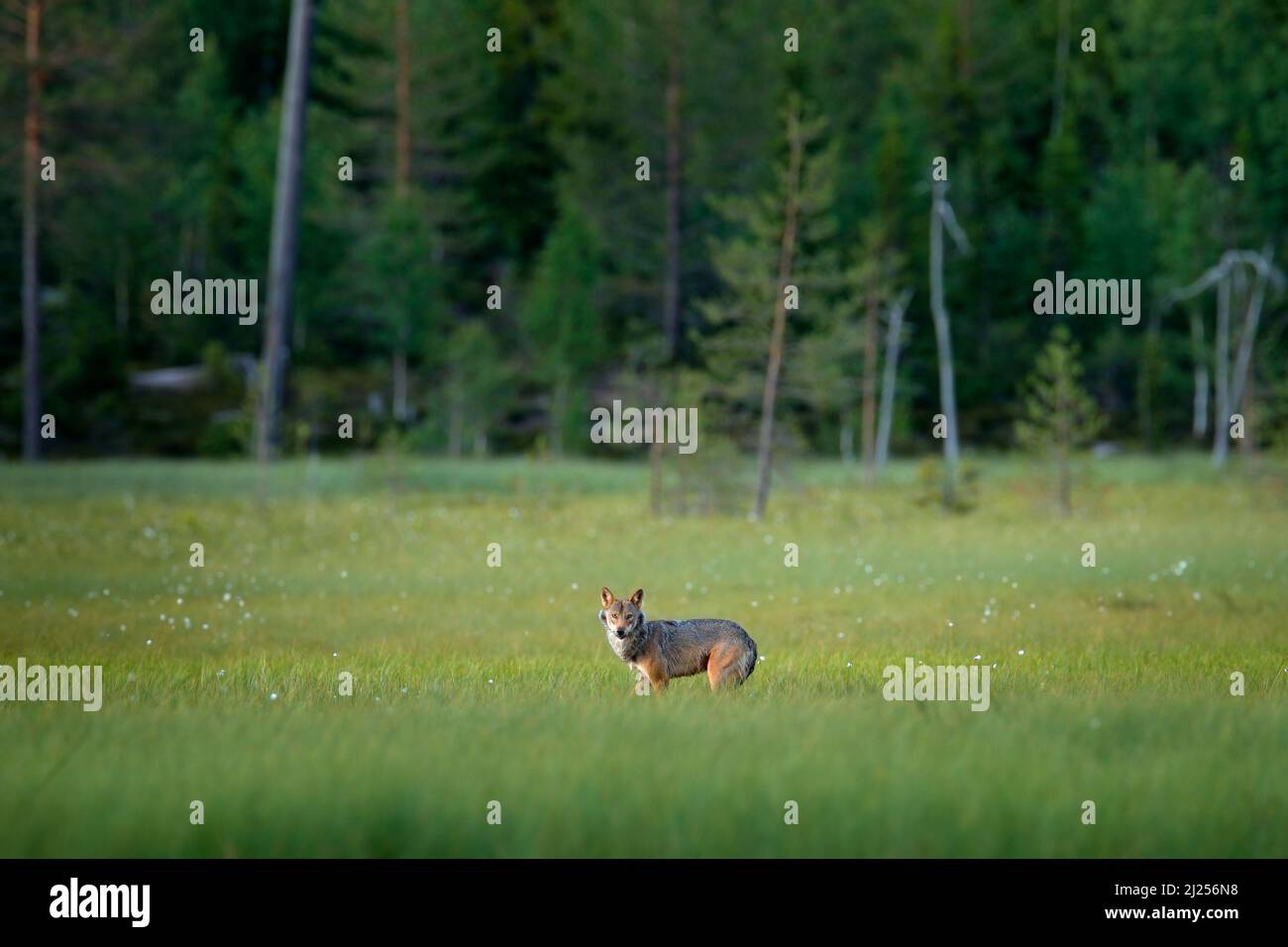 Wolf from Finland. Gray wolf, Canis lupus, in the spring light, in the ...