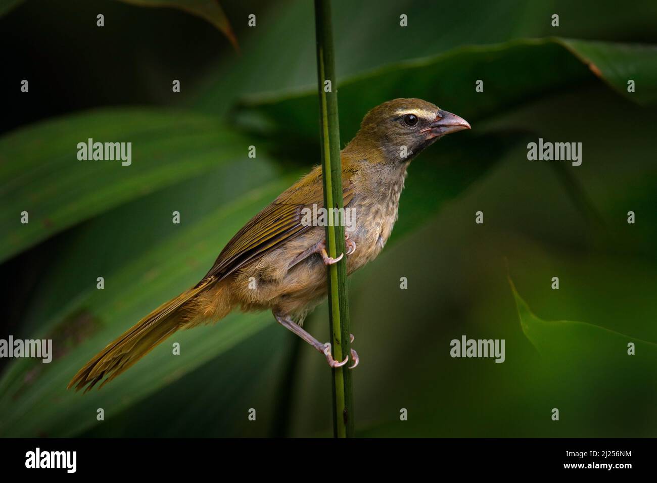 Buff-throated Saltator, Saltator maximus, exotic bird sitting on the ...