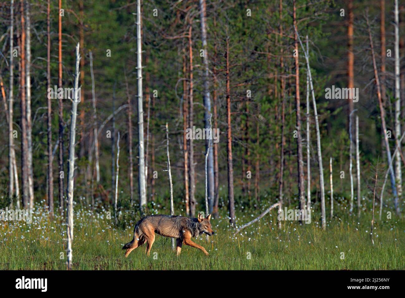 Wolf from Finland. Gray wolf, Canis lupus, in the spring light, in the ...