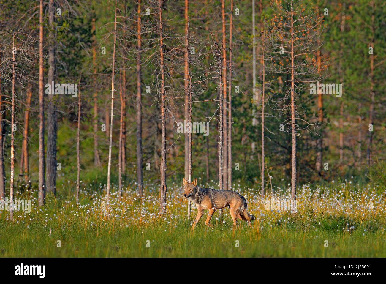 Wolf from Finland. Gray wolf, Canis lupus, in the spring light, in the ...
