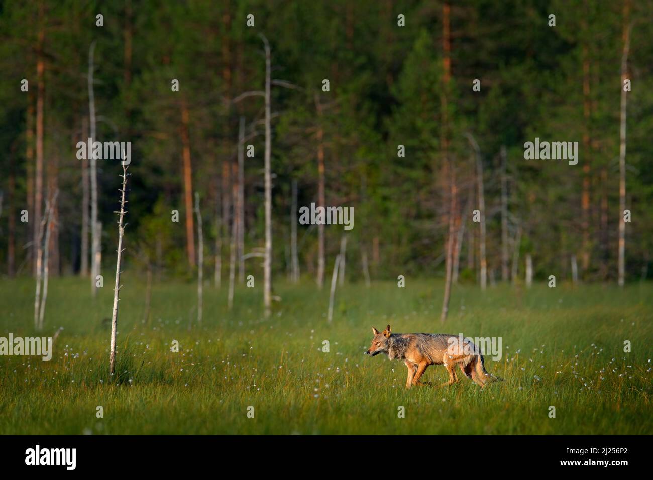 Wolf from Finland. Gray wolf, Canis lupus, in the spring light, in the ...