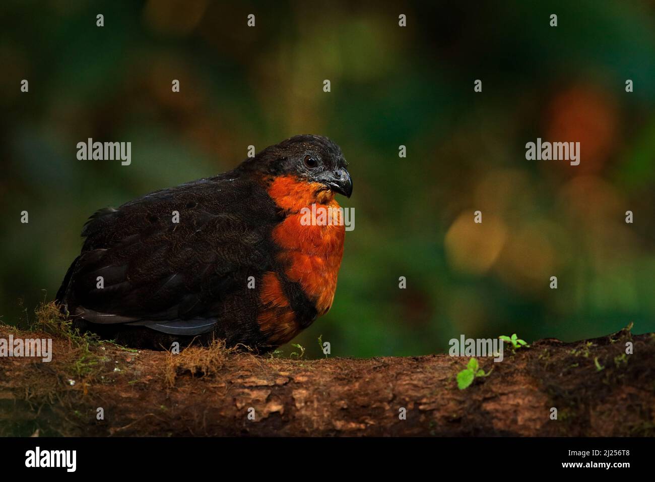 Wood quail, hidden in the tree roots, nature habitat, wildlife. Dark ...