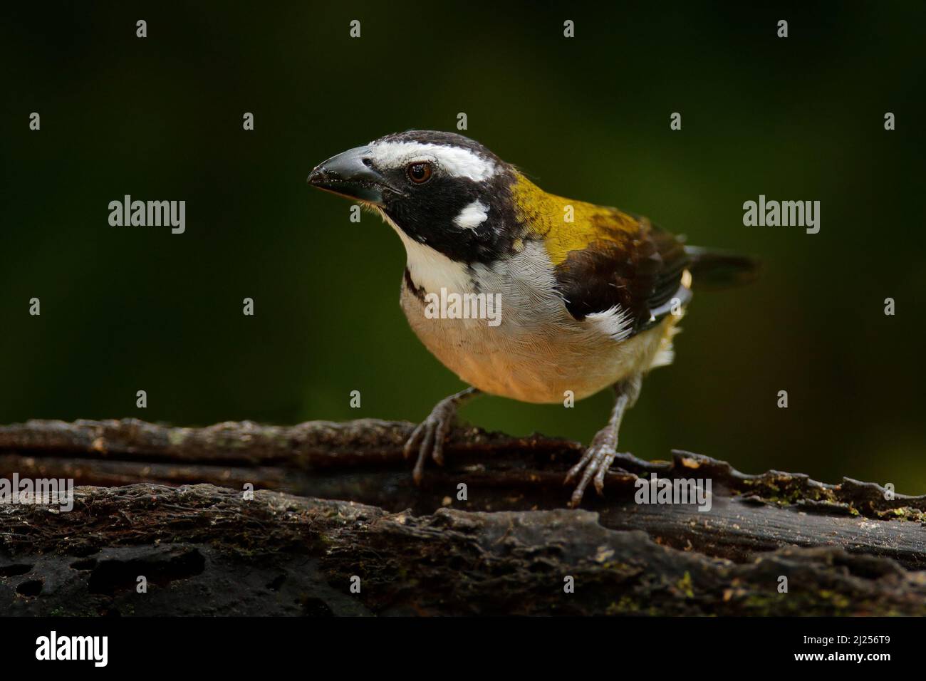 Black-winged saltator, Saltator atripennis, tropic bird sitting on the ...