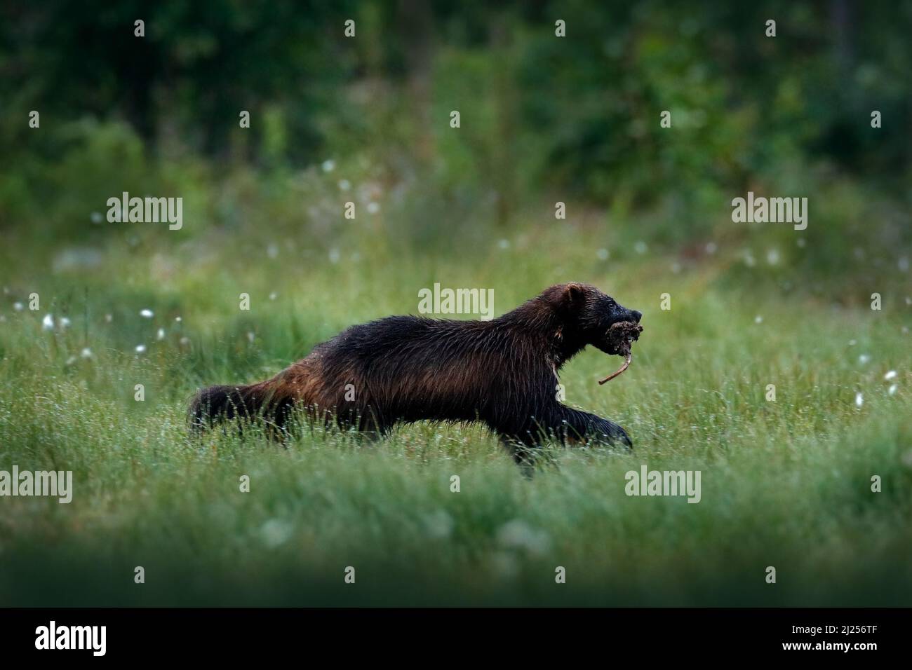 Russia wildlife. Wolverine running with catch in taiga. Wildlife scene ...