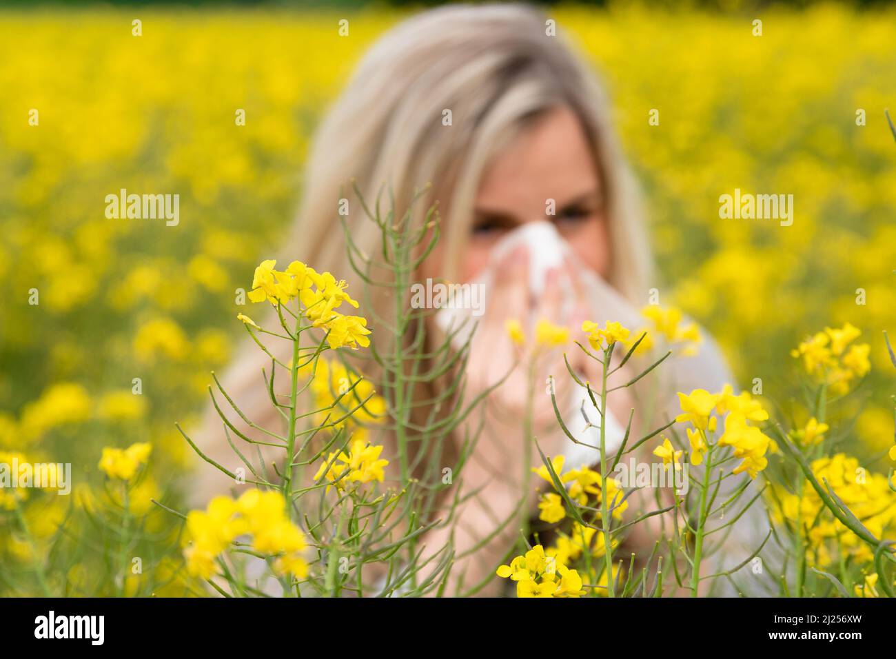 Young woman suffers from allergy, hay fever and pollen in a rape field ...