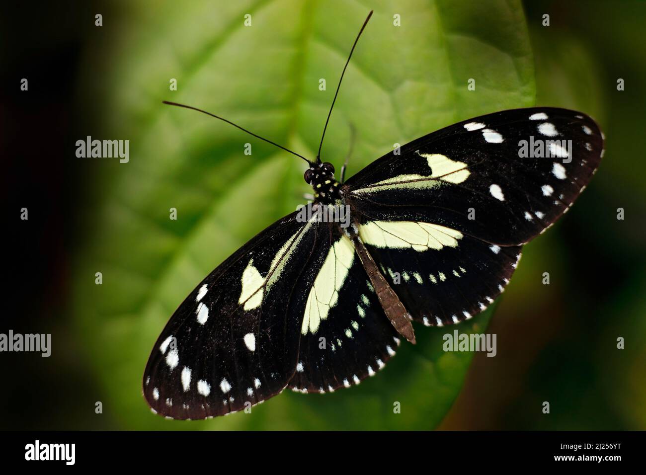 Atthis butterfly hi-res stock photography and images - Alamy