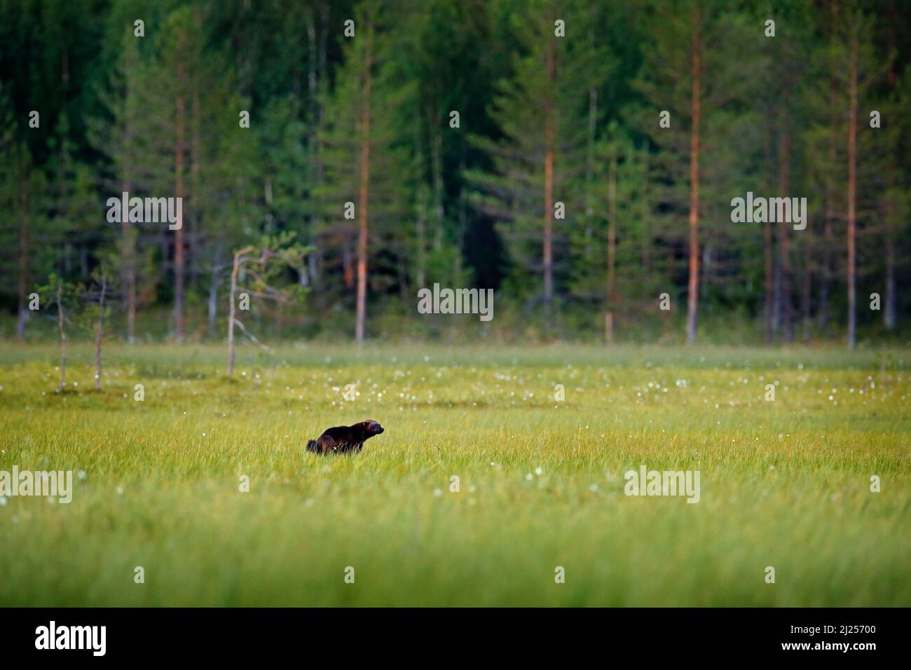 Wolverine running in Finnish taiga. Wildlife scene from nature. Rare ...