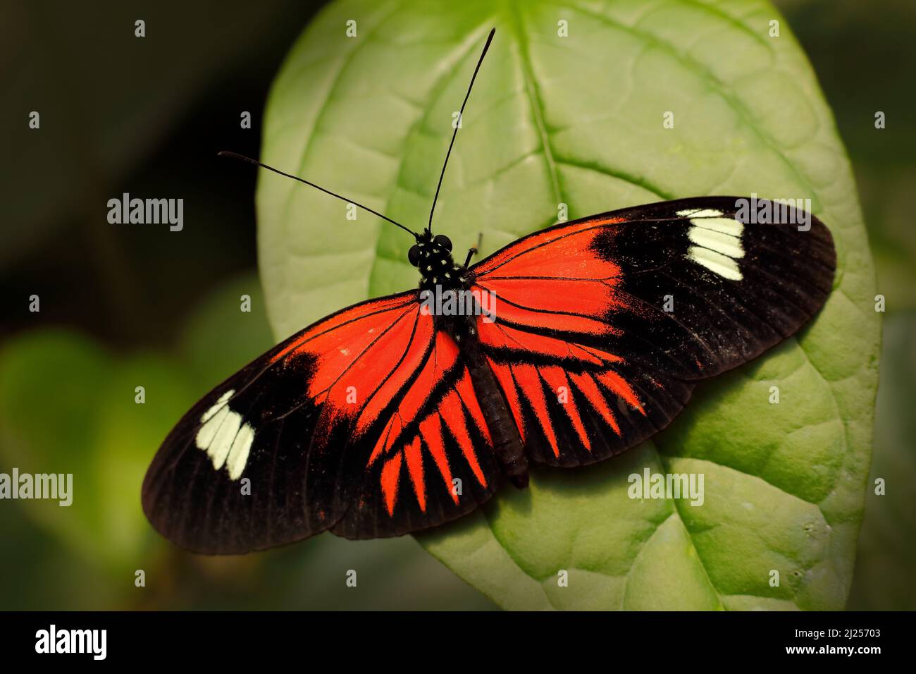Orange Heliconius