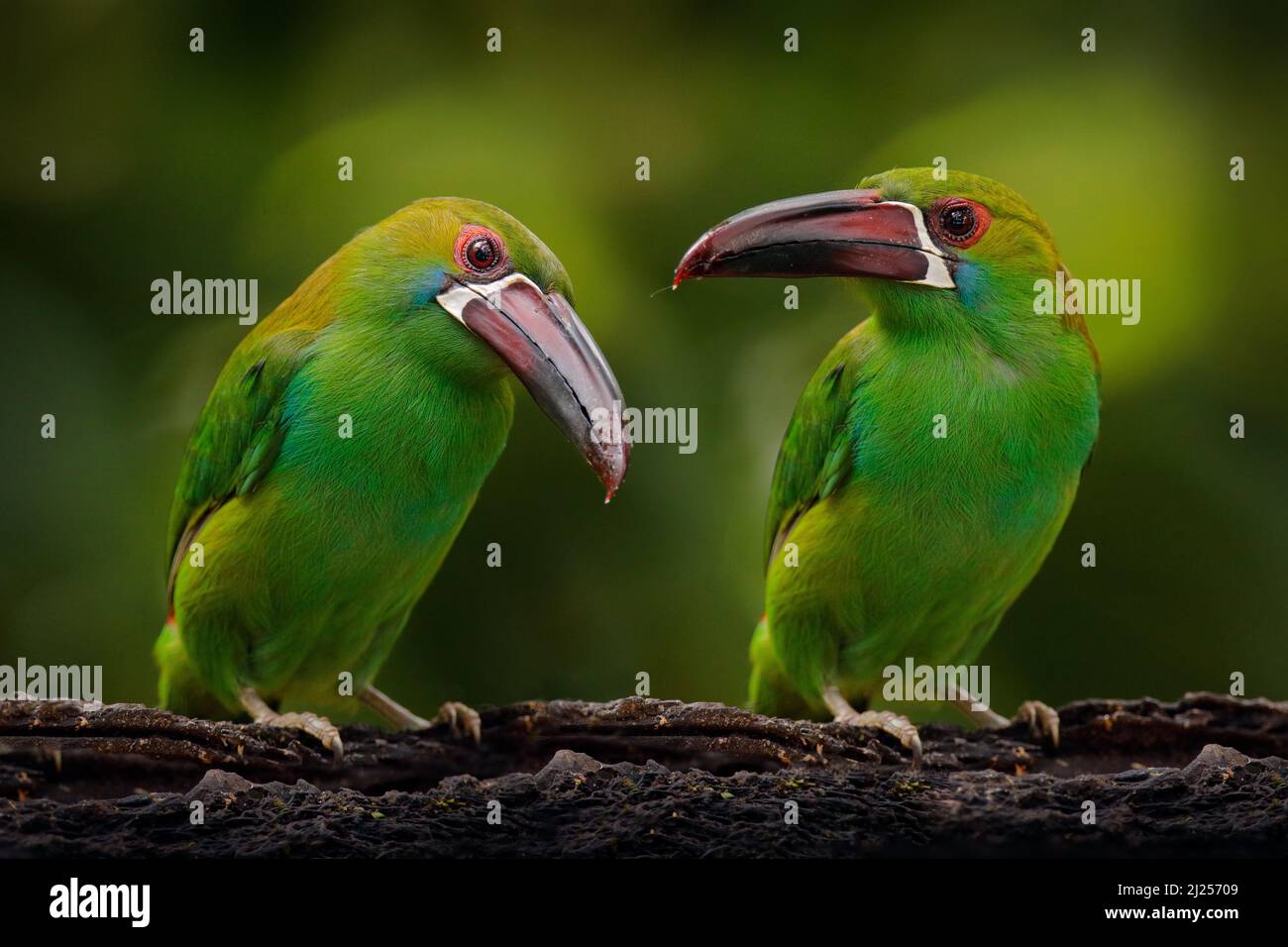 Tropic nature. Green toucan on the tree branch. Tropic wildlife ...
