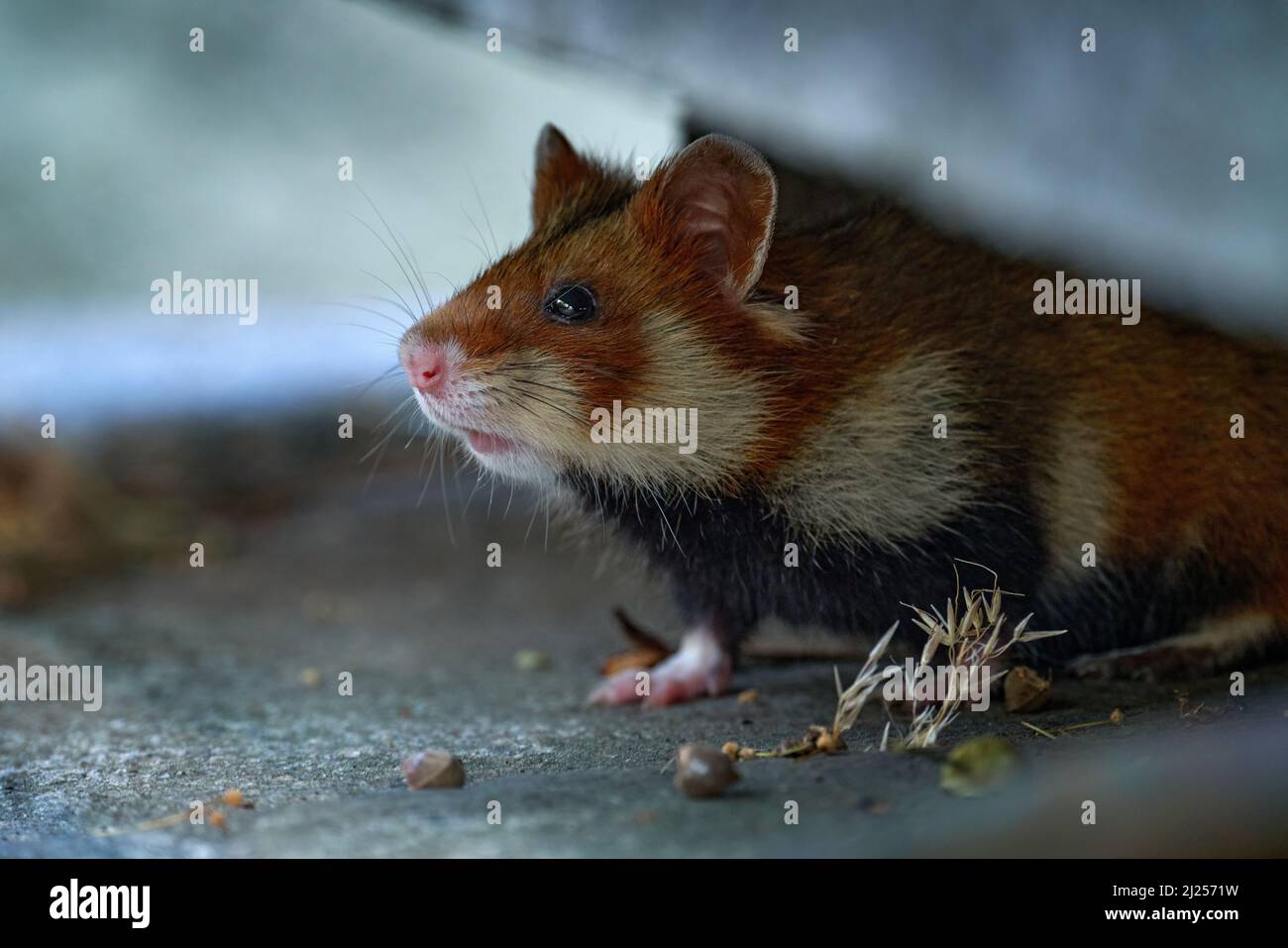 European hamster, Cricetus cricetus, in meadow grass, Vienna, Austria ...