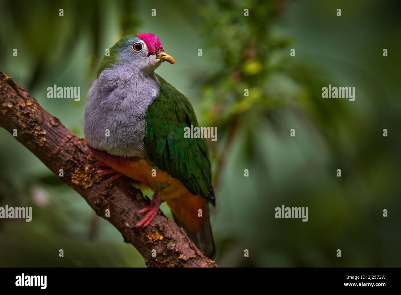 Red bellied fruit dove hi-res stock photography and images - Alamy