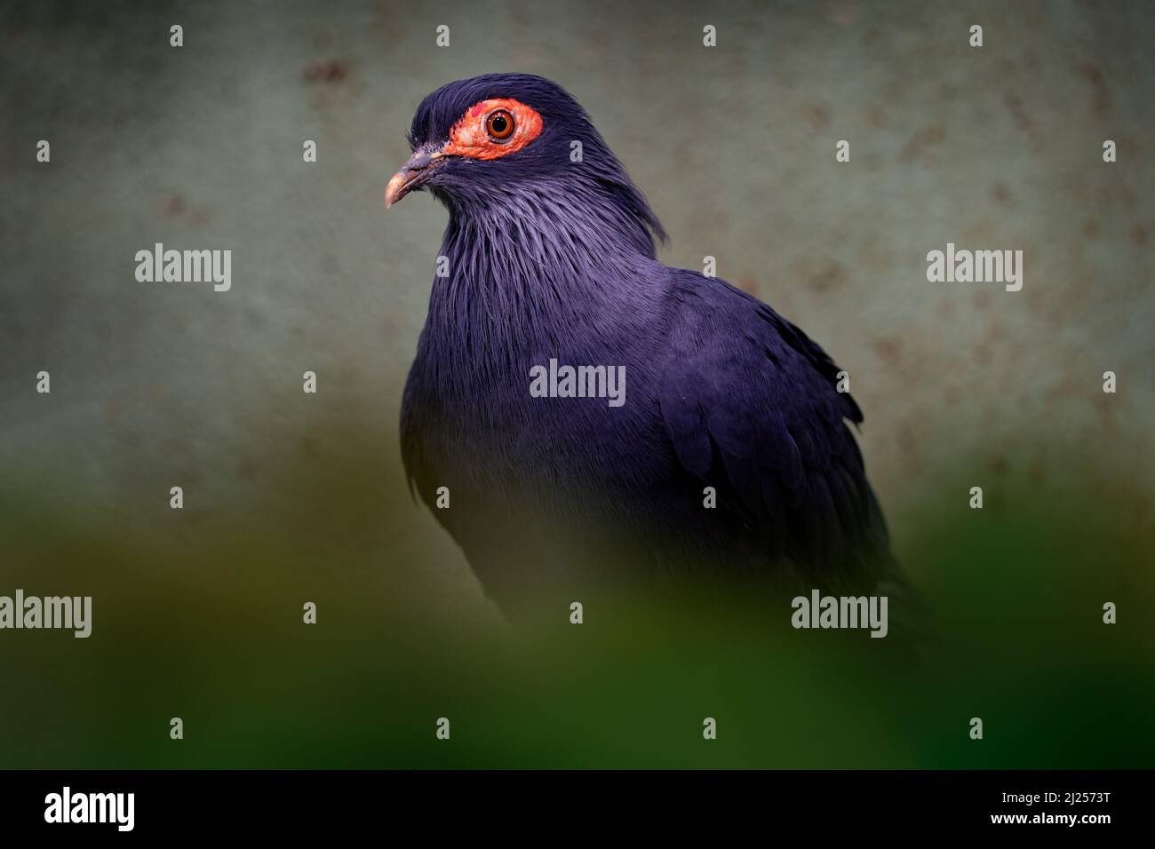 Madagascar blue pigeon, Alectroenas madagascariensis, rainforest in ...