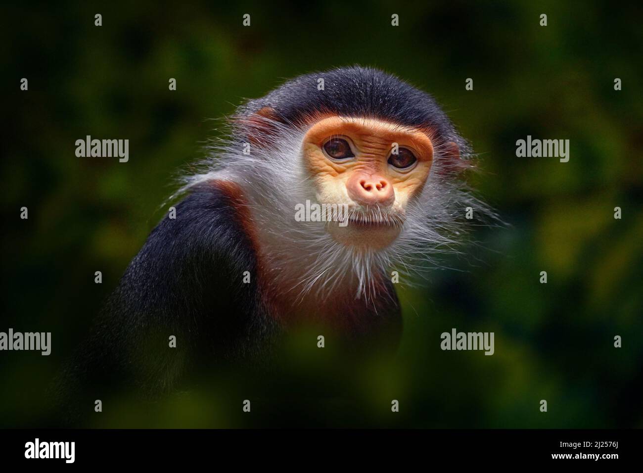 Vietnam wildlife. Red-shanked douc langurs, Pygathrix namaeus, detail ...