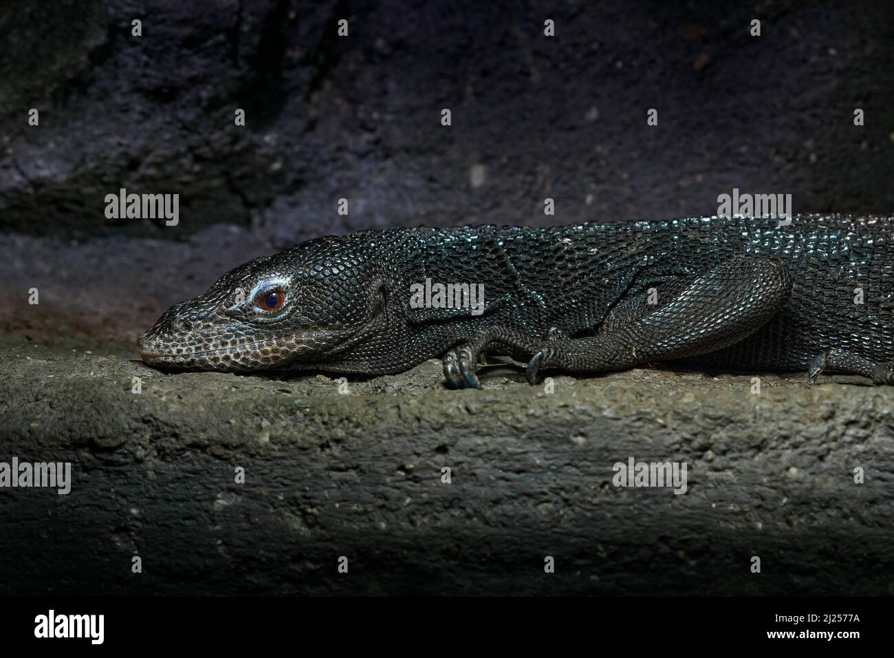 Black Tree Monitor Cage