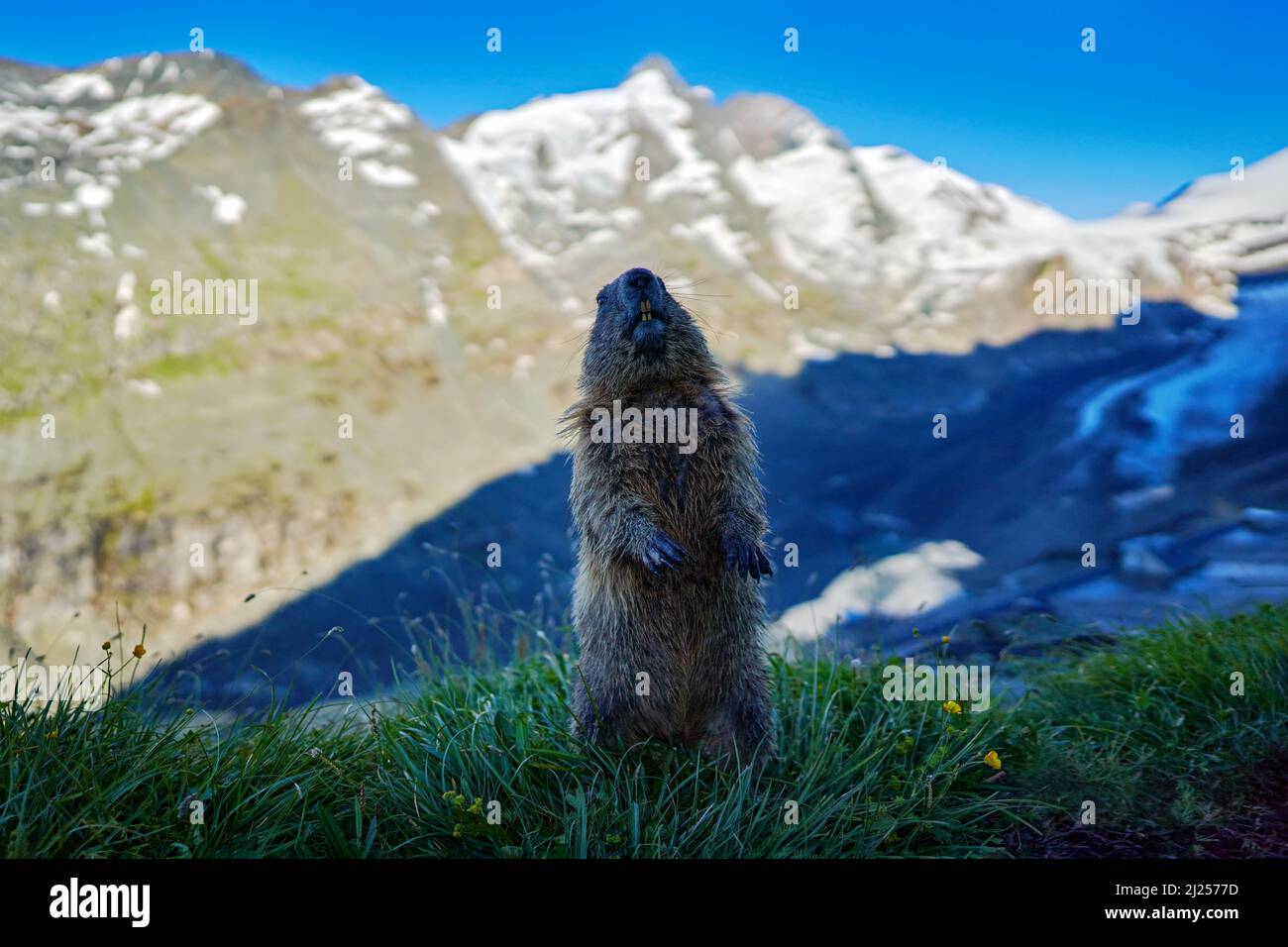 Wildlife Austria. Cute fat animal Marmot, sitting in the grass with ...