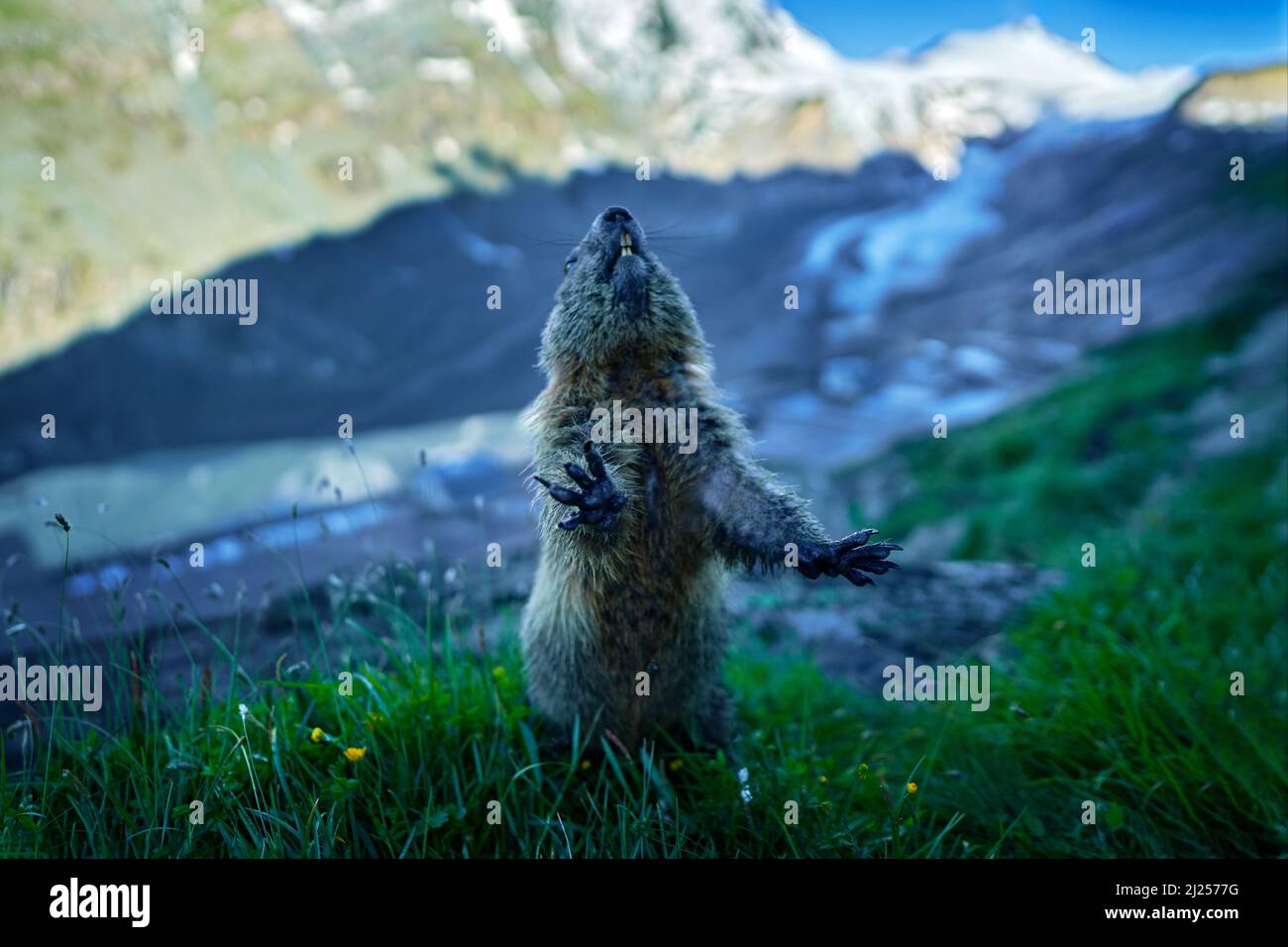 Wildlife Austria. Cute fat animal Marmot, sitting in the grass with ...