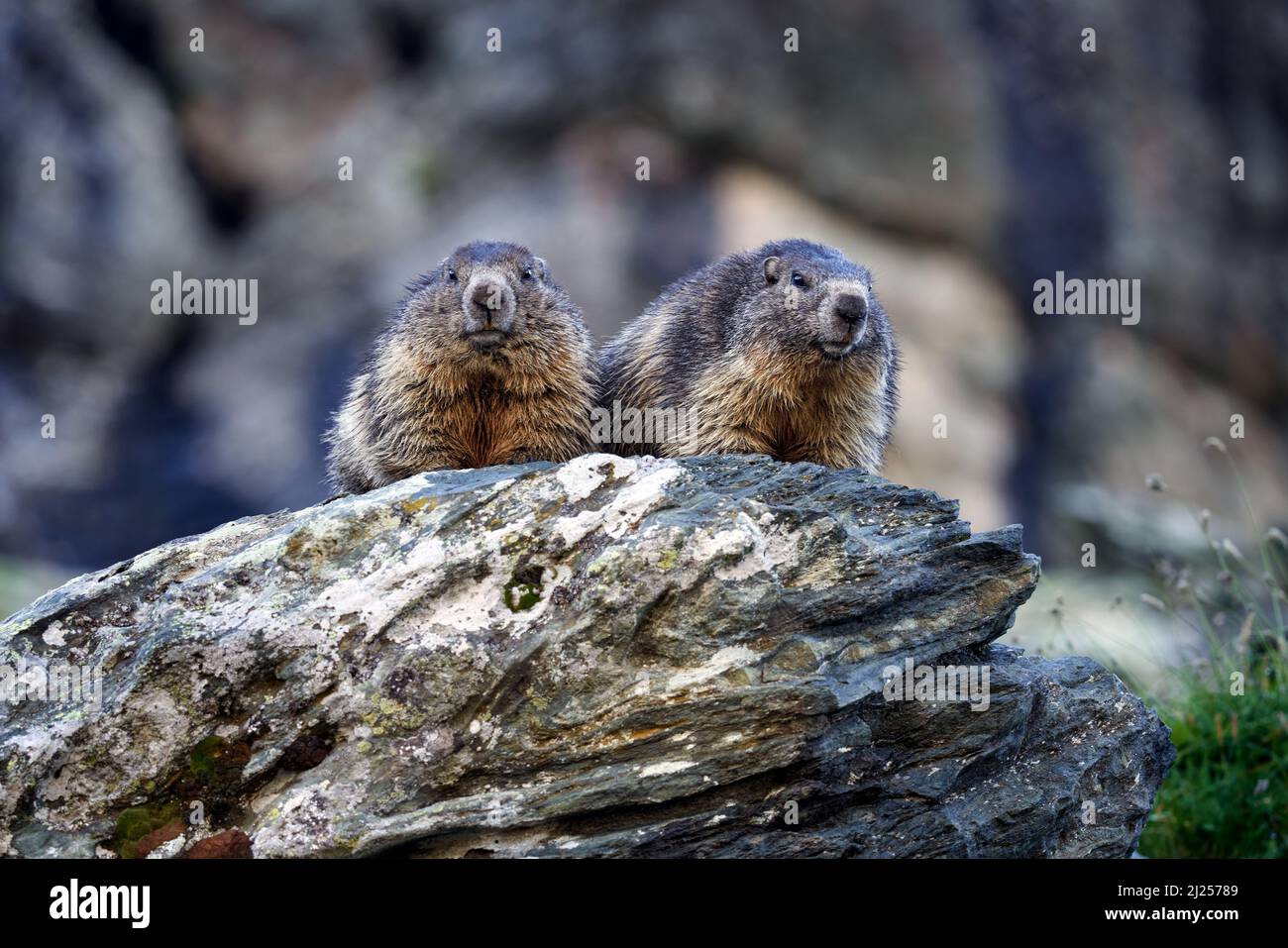 Wildlife Austria. Cute fat animal Marmot, sitting in the grass with ...