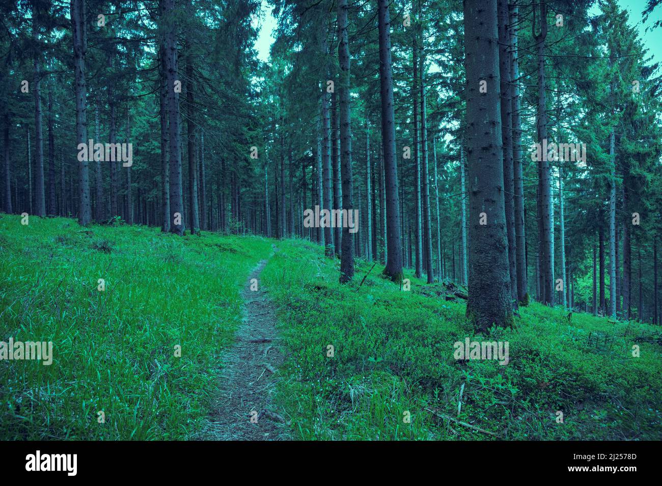 evergreen forest in the morning Stock Photo - Alamy