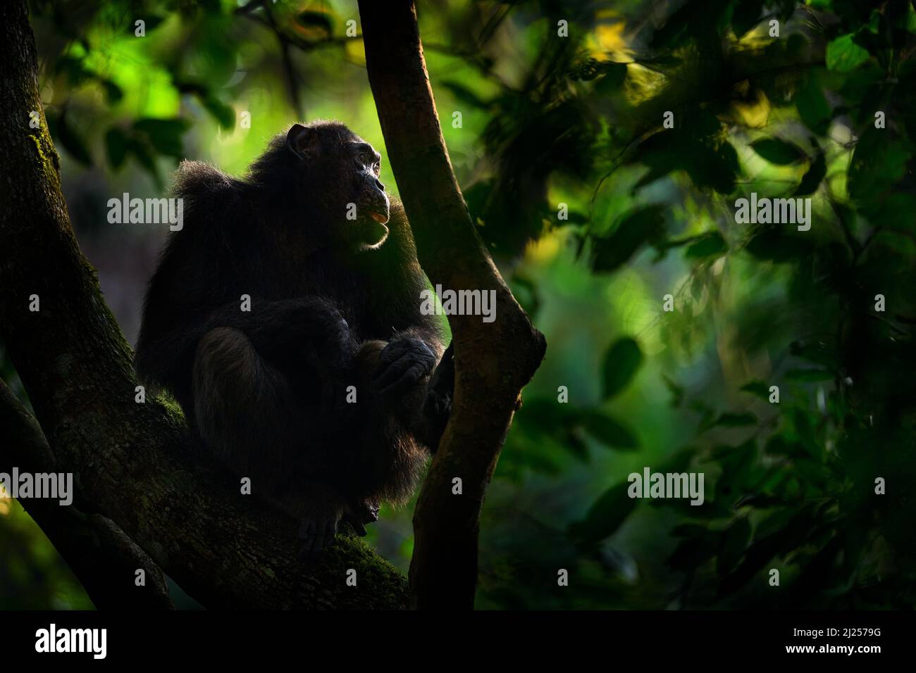 Chimpanzee, Pan troglodytes, on the tree in Kibale National Park in ...