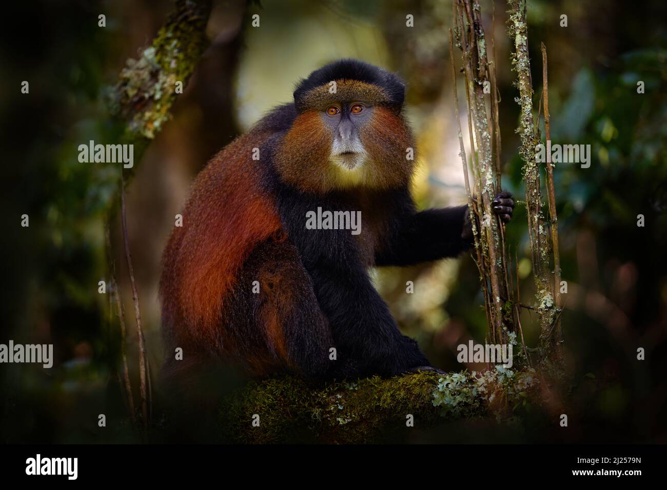 Golden monkey, Cercopithecus kandti, Golden Mgahinga Gorilla National ...