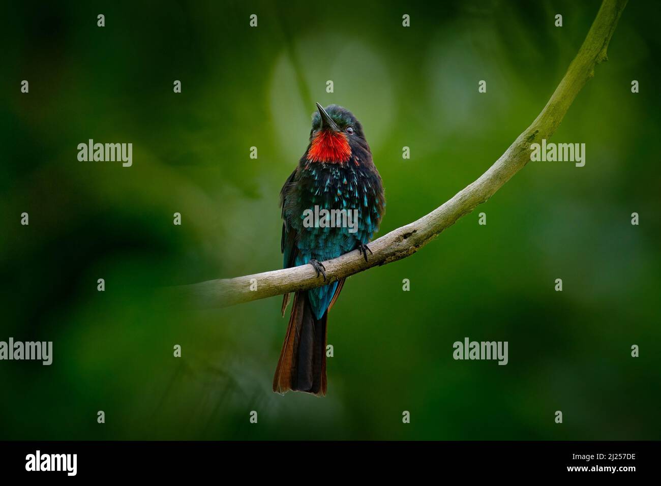 Merops gularis hi-res stock photography and images - Alamy