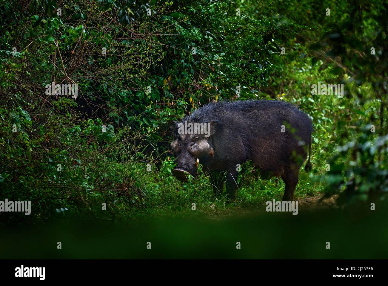 Giant Forest Hog Hylochoerus Meinertzhageni Big Black Pig In The