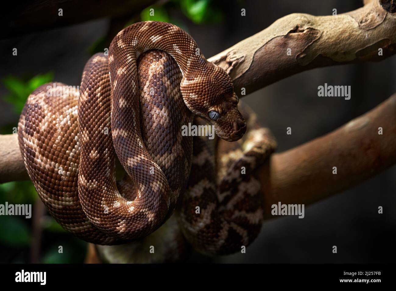 Rough-scaled python, Morelia carinata, snake in the forest habitat ...