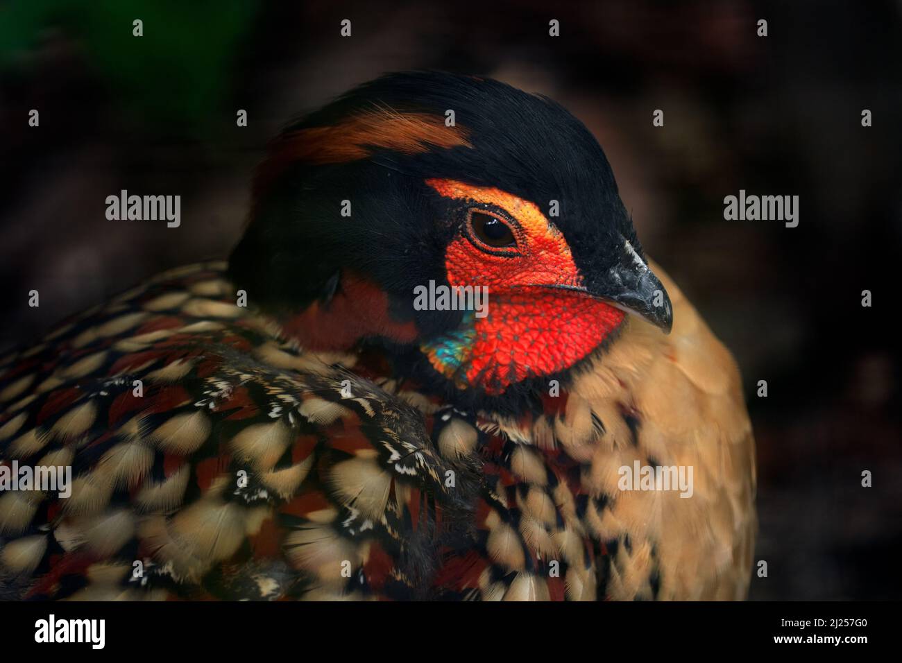 Cabot's tragopan, Tragopan caboti, beautiful pheasant from China ...