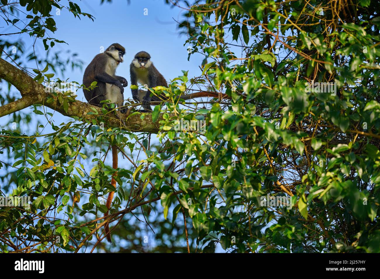 Red-tailed monkey Schmidt's guenon, Cercopithecus ascanius, sitting on ...