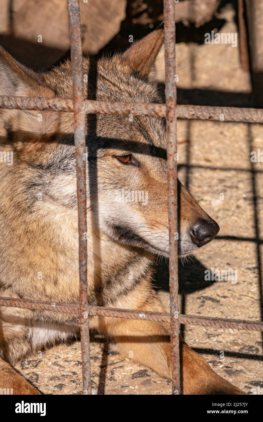 A selective focus shot of a wolf (Canis lupus) in the zoo Stock Photo ...
