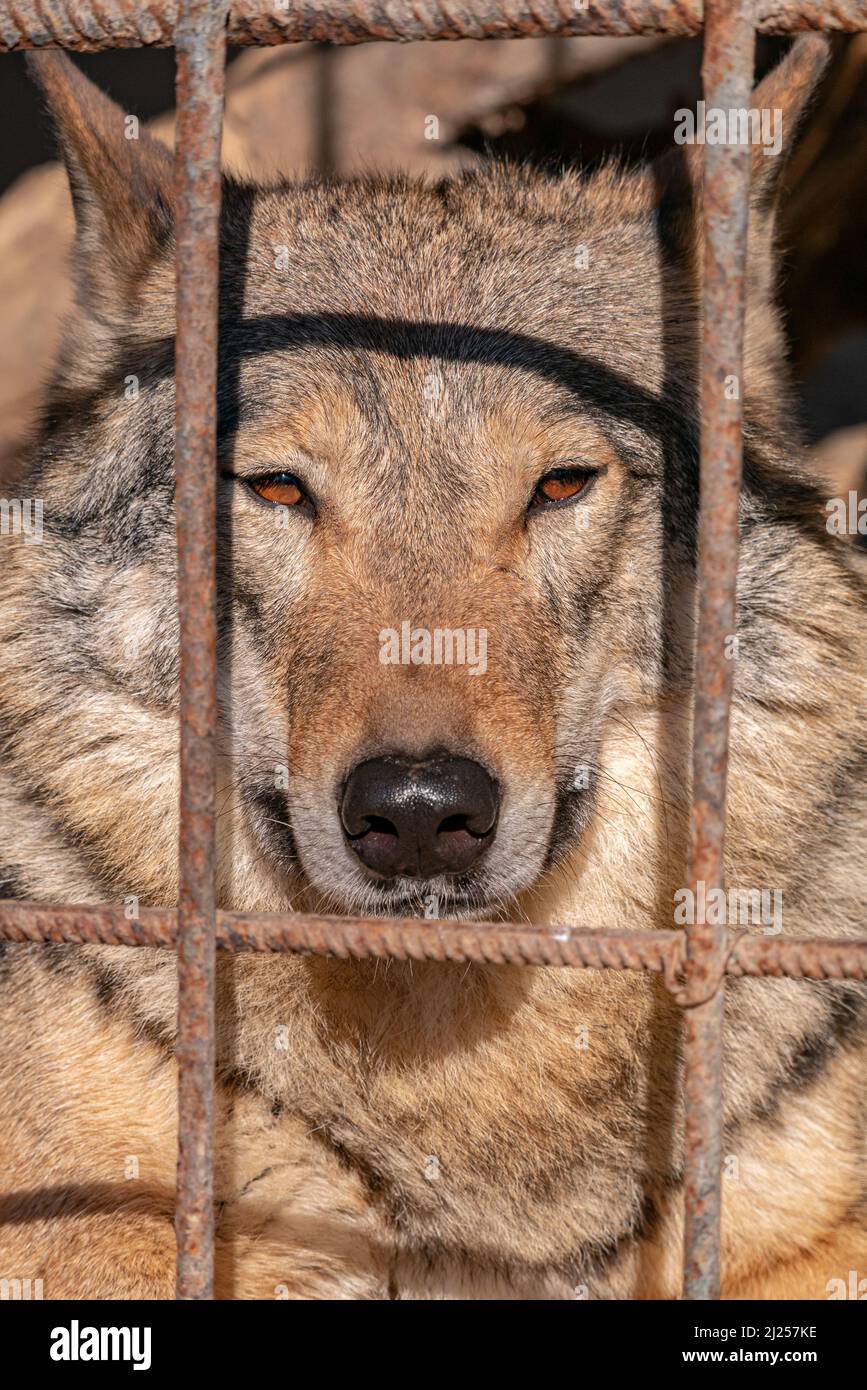 A selective focus shot of a wolf (Canis lupus) in the zoo Stock Photo ...