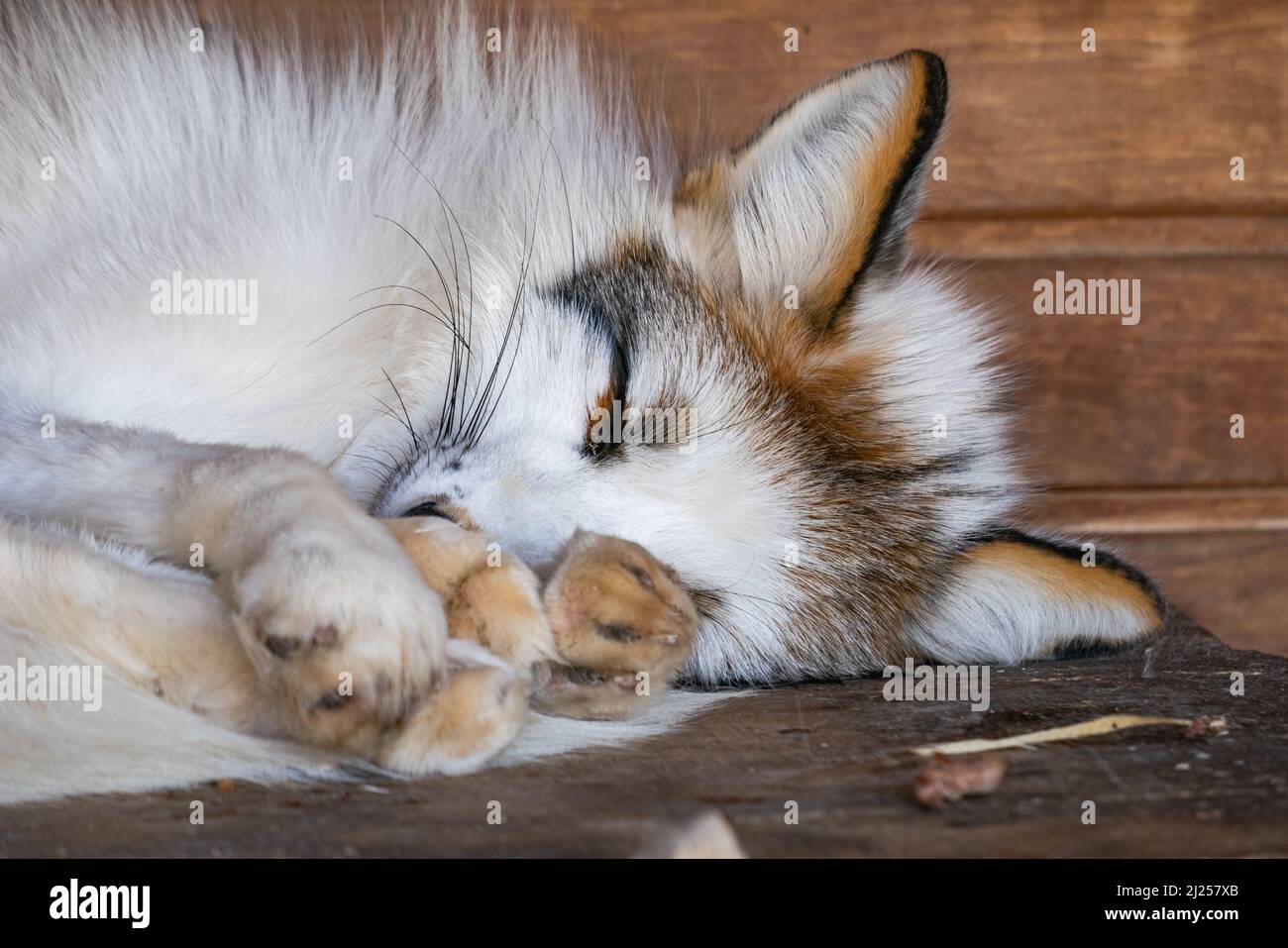 A closeup shot of a sunglow white fox in the zoo Stock Photo - Alamy
