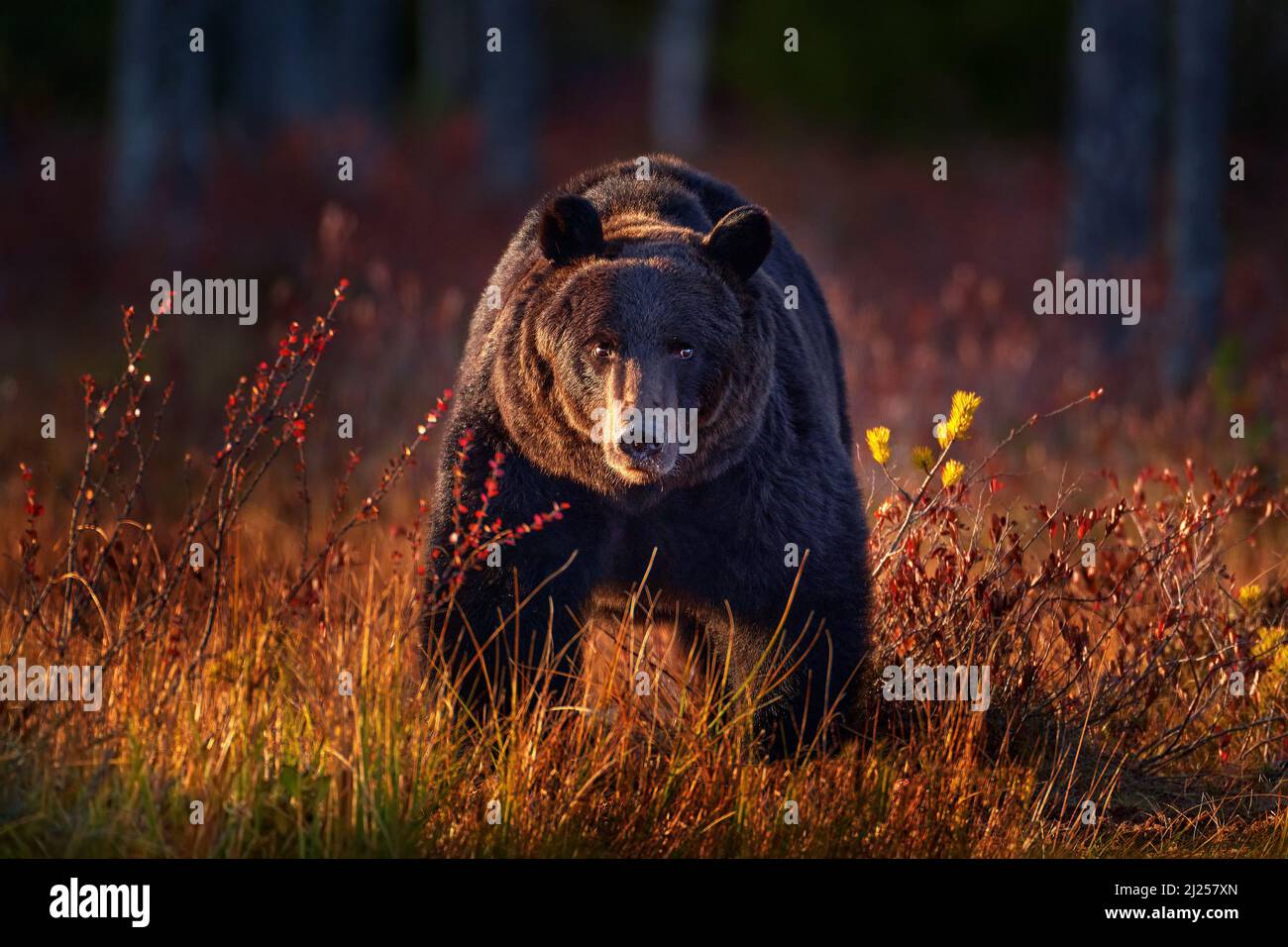 Autumn nature. Bear hidden in yellow forest. Fall trees with bear ...